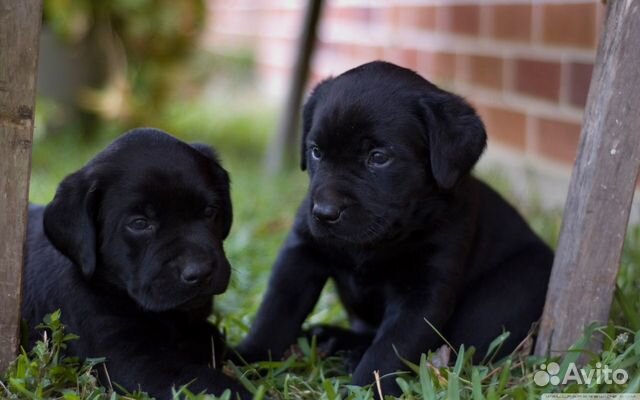 Щенки лабрадора