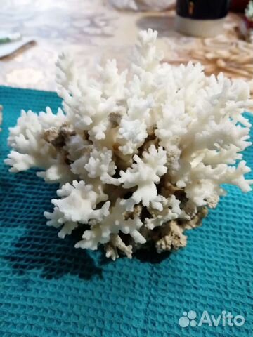 Коралл и ракушки для аквариума