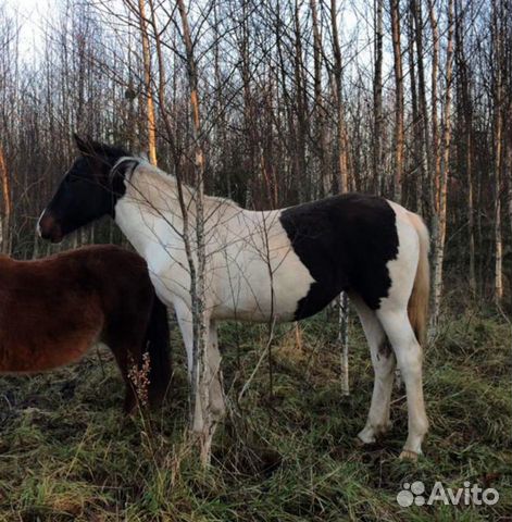 Продажа лошадей - кобыла Верба