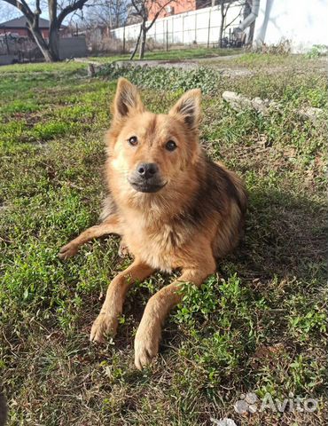 Собака в добрые руки