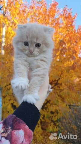 Рыжий котенок (кошечка)