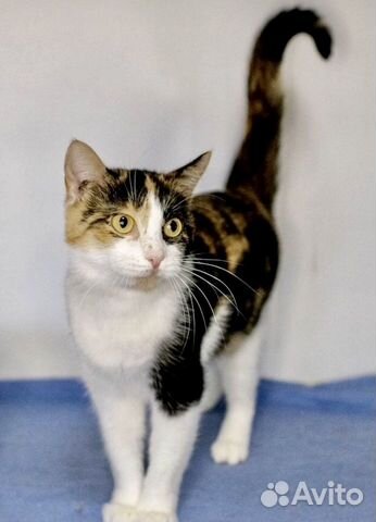 Трехцветная киса в добрые руки