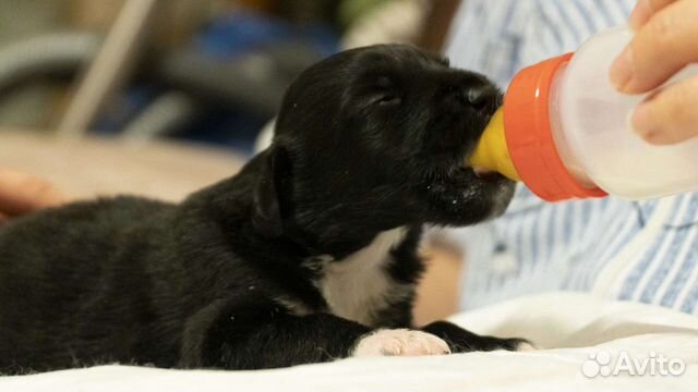 Собака в добрые руки щенок