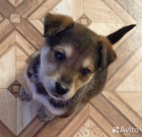 Малышки в добрые руки