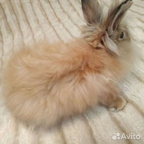 Декоративный кролик с клеткой
