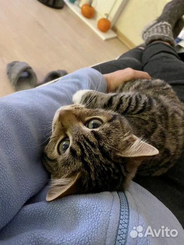 Ласкуша Майк