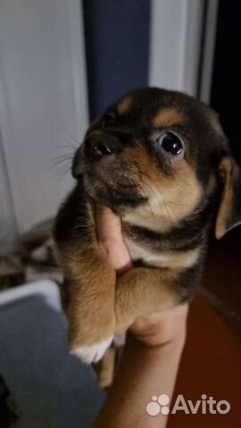 Собаки бесплатно в добрые руки щенки