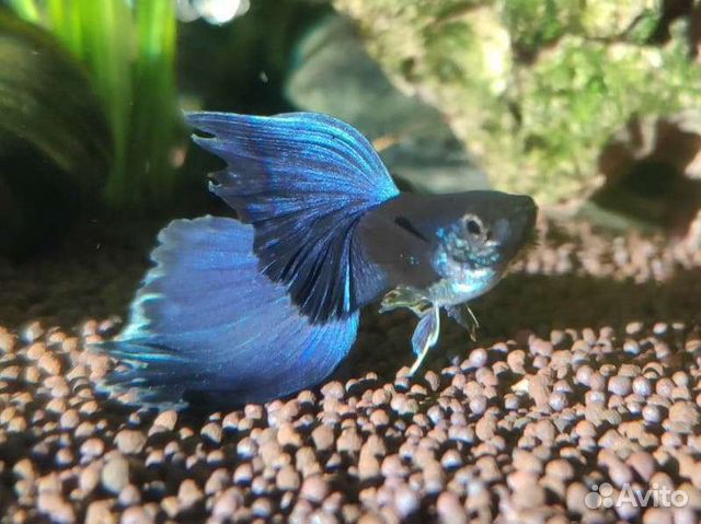 Гуппи Малахит