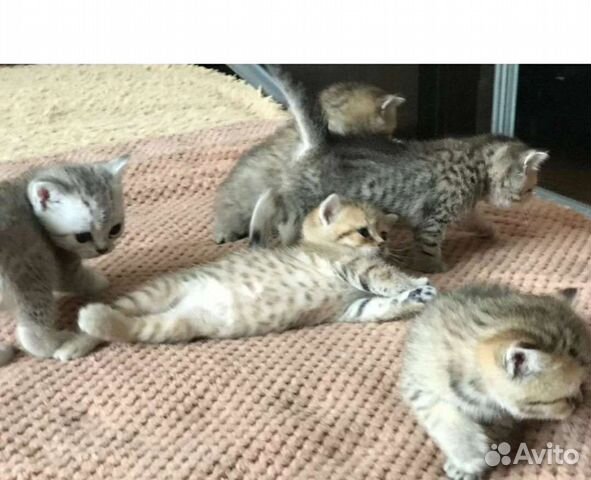 Британские котята