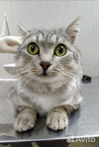 Котик Сержик