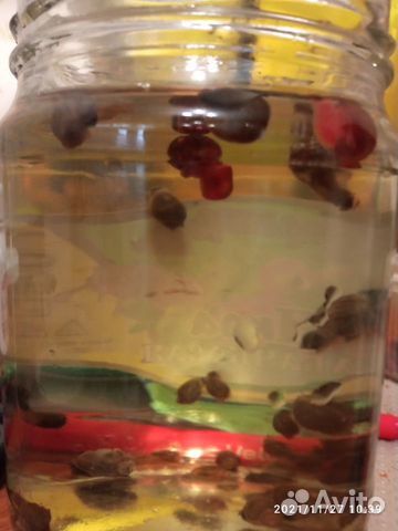 Улитки аквариумные