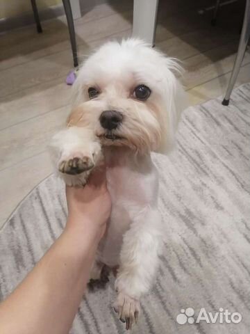 Собака для вязки