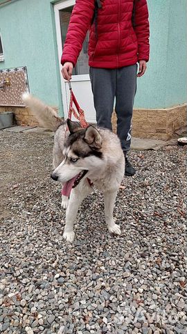 Сибирский хаски