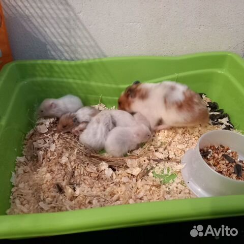 Сирийские хомячата, 3 недели, бесплатно