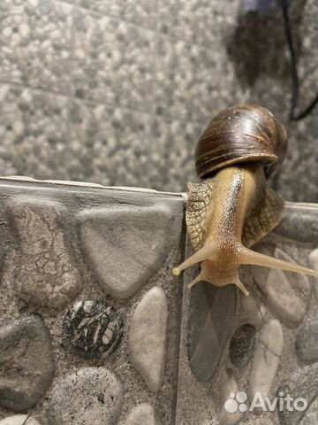 Улитки ахатины в дар