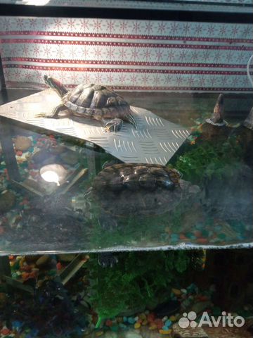 Красноухая черепаха с аквариумом
