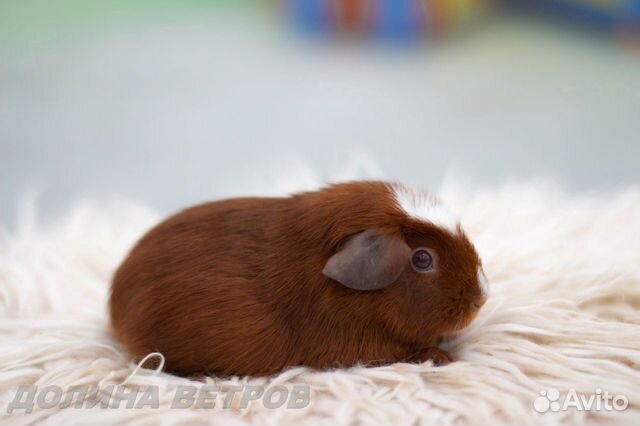 Девочка морская свинка крестед золотой
