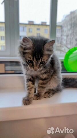 Очаровательный котёнок в добрые руки