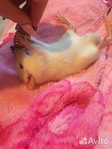 Крыса дамбо