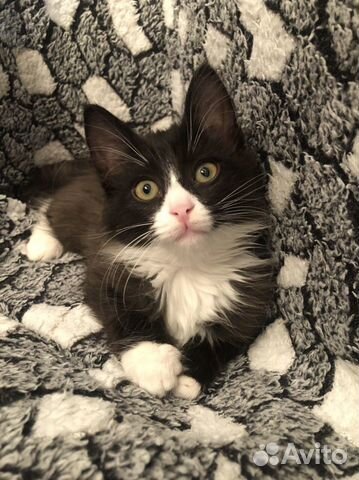 Котята бесплатно