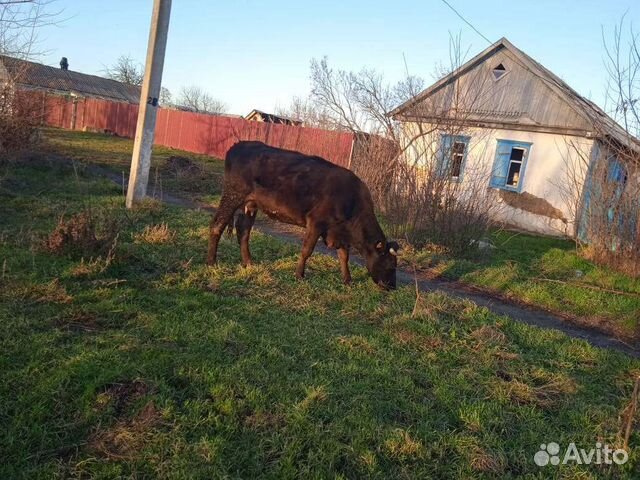 Коровы дойные молочные