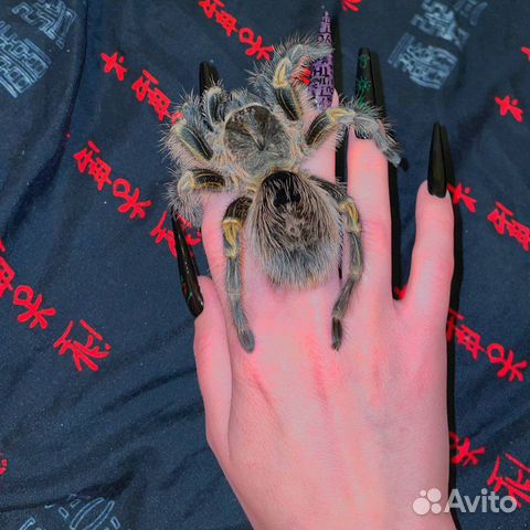 Паук grammostola pulchripes с террариумом