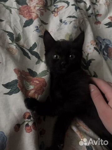 Котенок чёрный