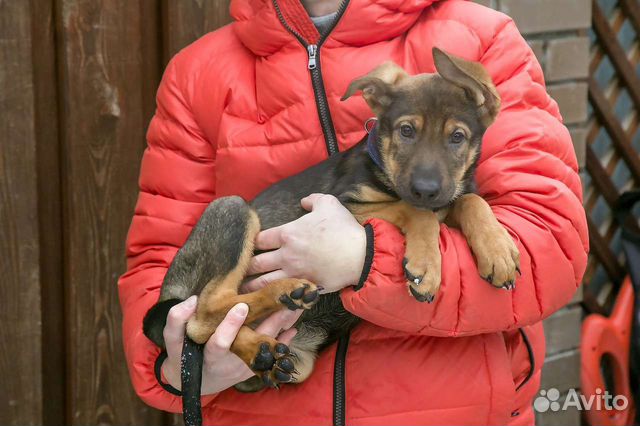 Щенок Энди 4 мес. Стерилизована