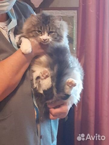 Сибирякам Томасу и Алисе нужен дом