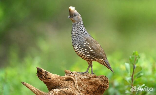 Чешуйчатый перепел