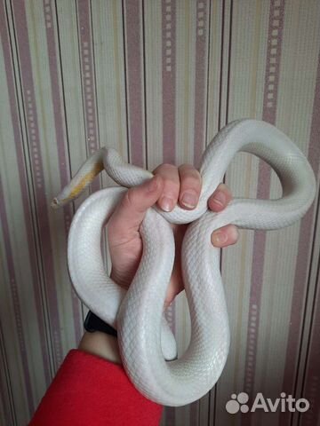 Маис и бородатая агама