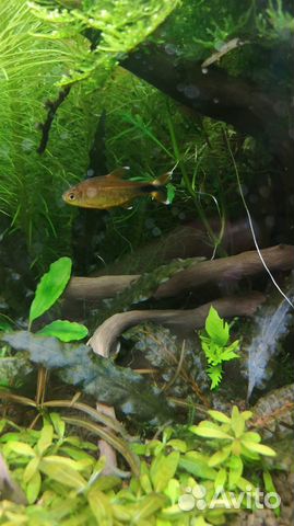 Тетра медная 2 штуки