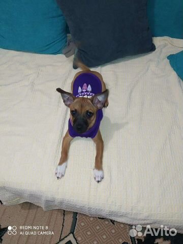 Собака в добрые руки той терьер