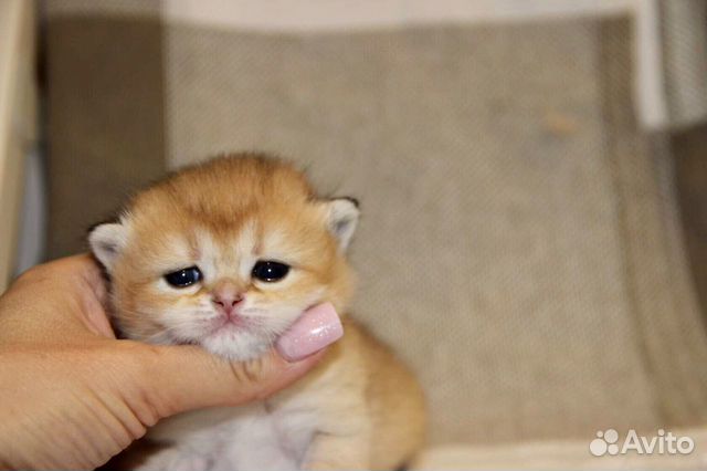 Элитный котик золотой тикированный и кот для вязки