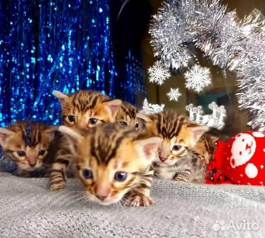 Яркие новогодние бенгалята