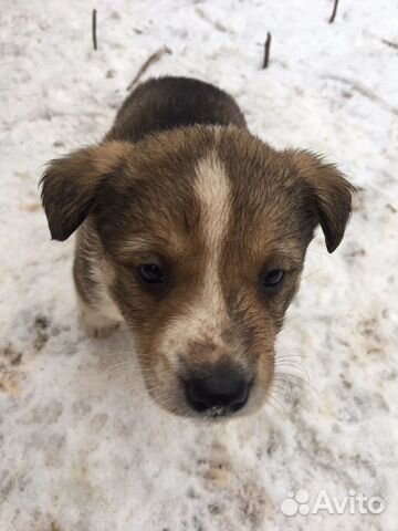 Собака, 15 щенков в дар