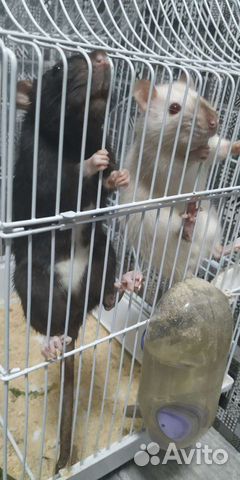 Крысы с клеткой