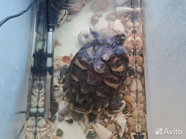 Красноухая черепаха с аквариумом