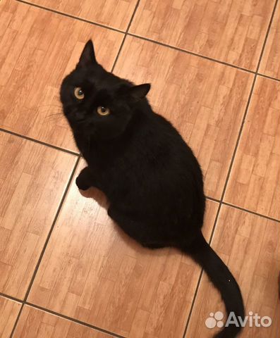 Кошечка для хорошего хозяина