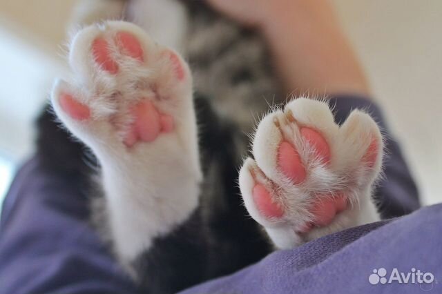 Котики