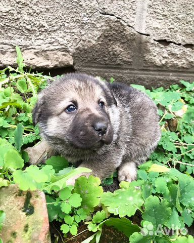 Щенки