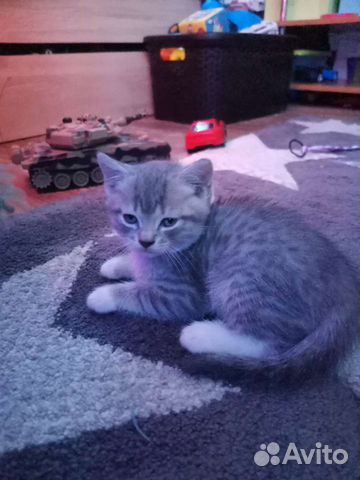 Британские котята