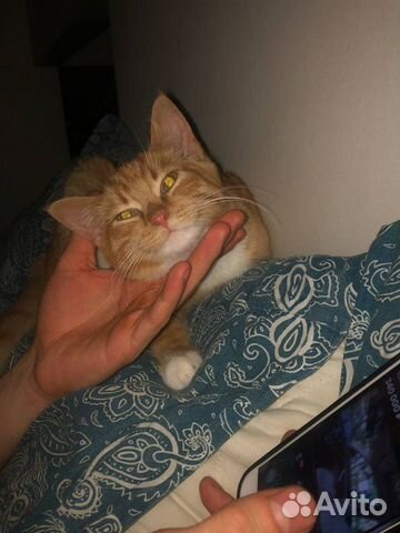 Котенок рыжик