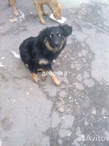 Собака