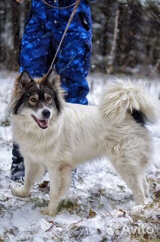 Славная девочка Малыша ищет семью