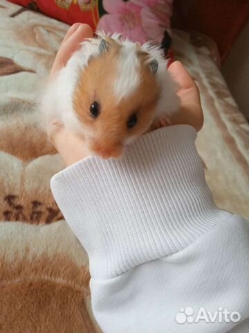 Хомяк"Шуня"+ клетка. Клетка продается,хомяк беспла