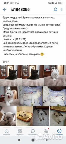 Британские котята