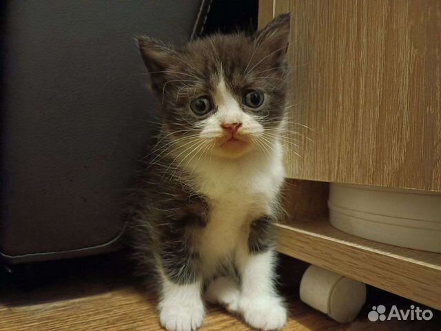 Котята