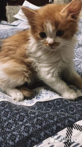 Отдам двух котиков в добрые руки