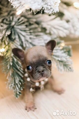 Голубые и лиловые мини бульдожки